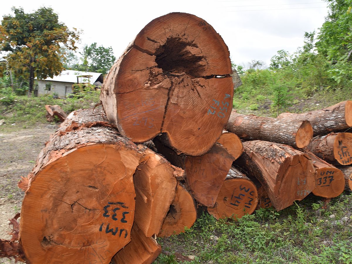 Tropenholz und Entwaldung: Runter vom Holzweg
