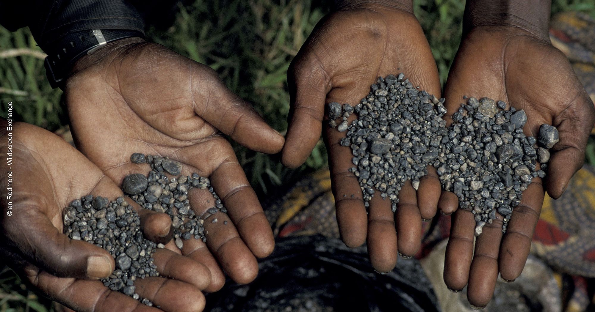 Coltan - Begehrtes Erz in Smartphone und Elektrogeräten | OroVerde