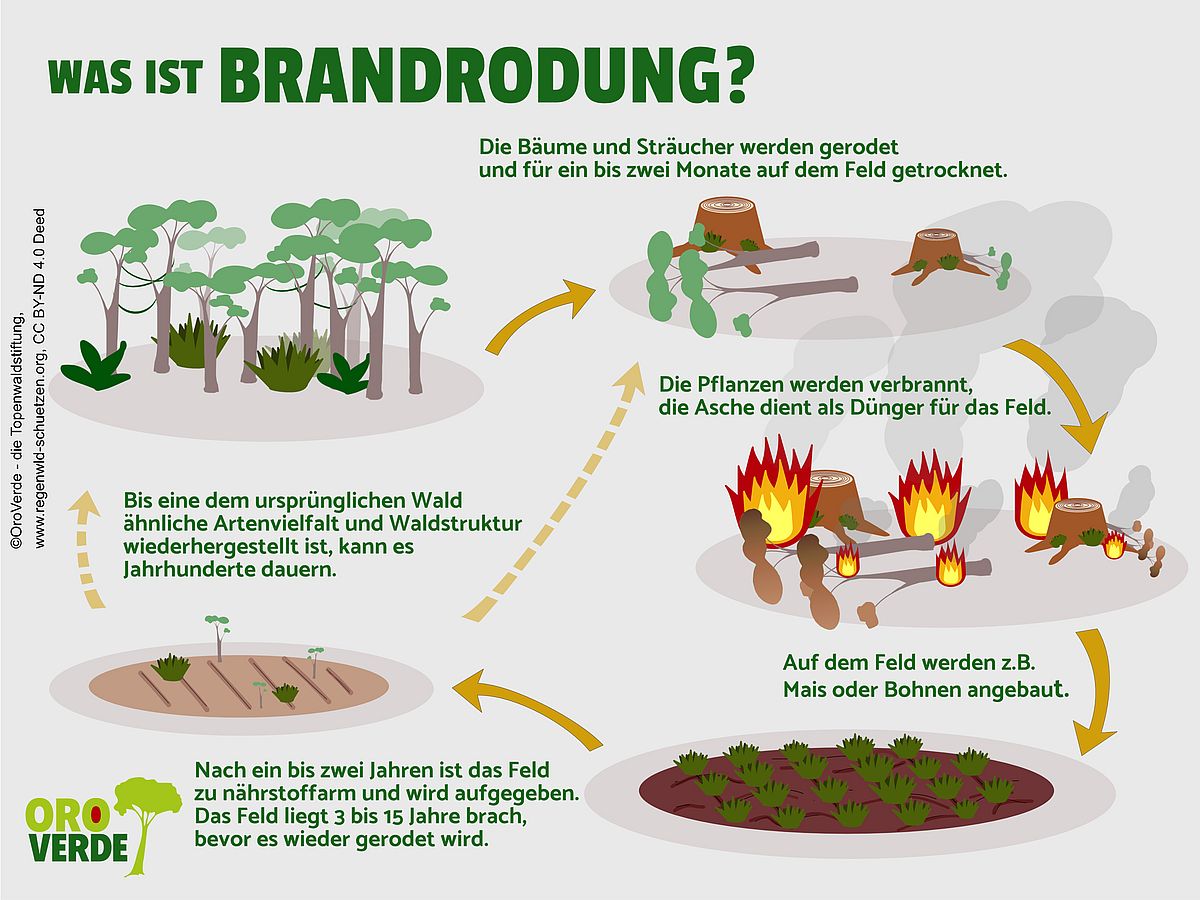 Brandrodung – Regenwald in Flammen